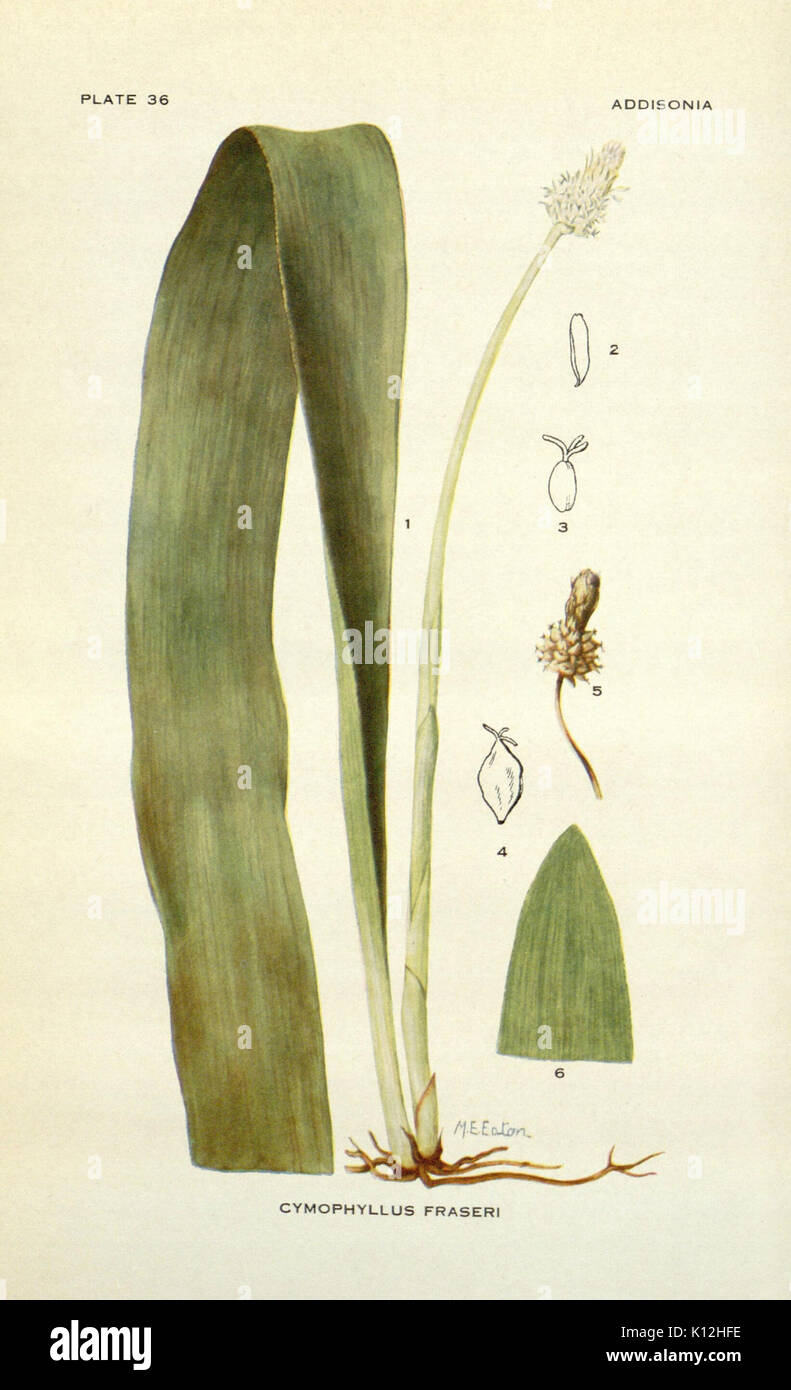 Addisonia (PLATE 036) (8575353688 Stock Photo - Alamy