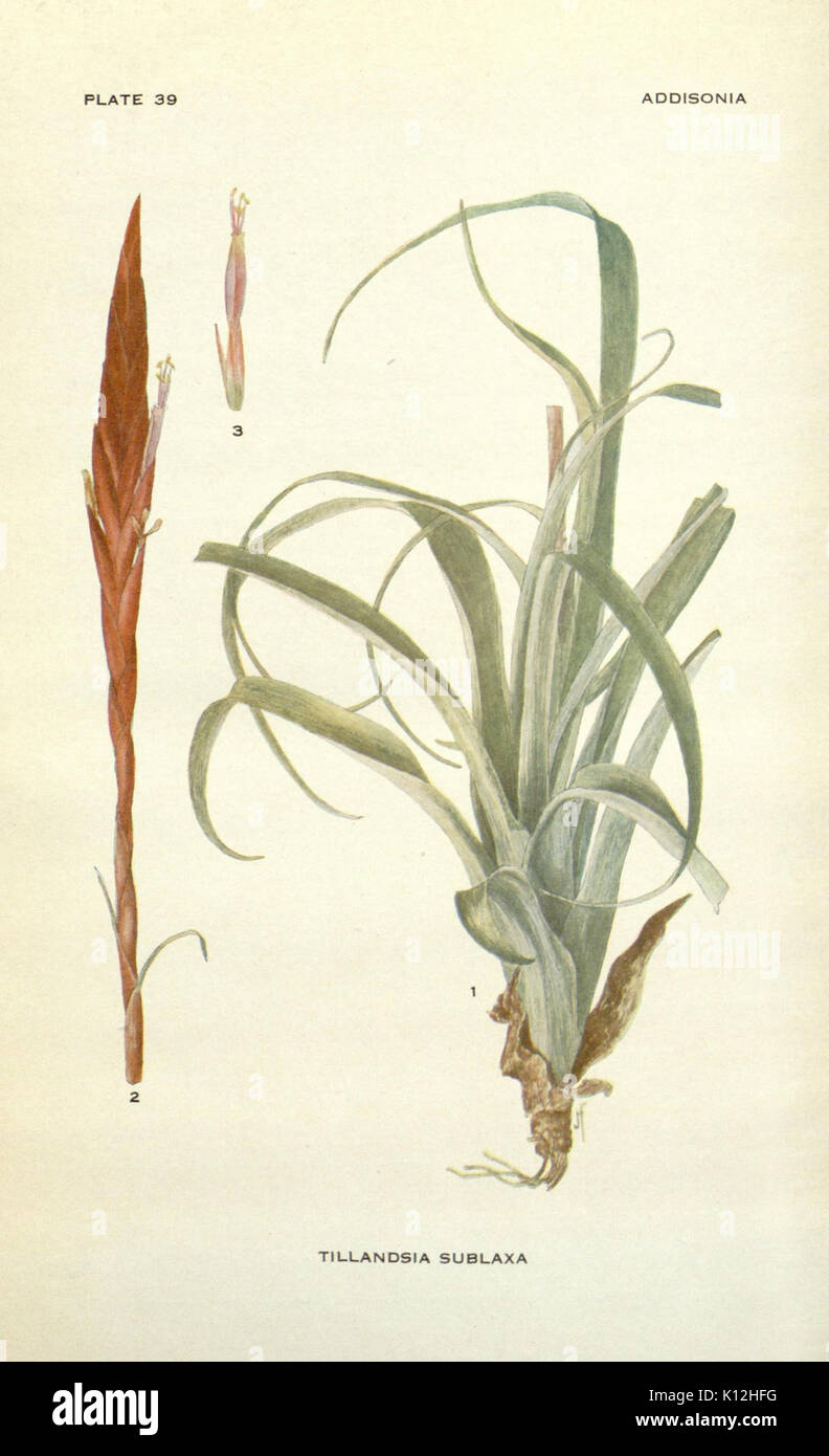 Addisonia (PLATE 039) (8574263653 Stock Photo - Alamy