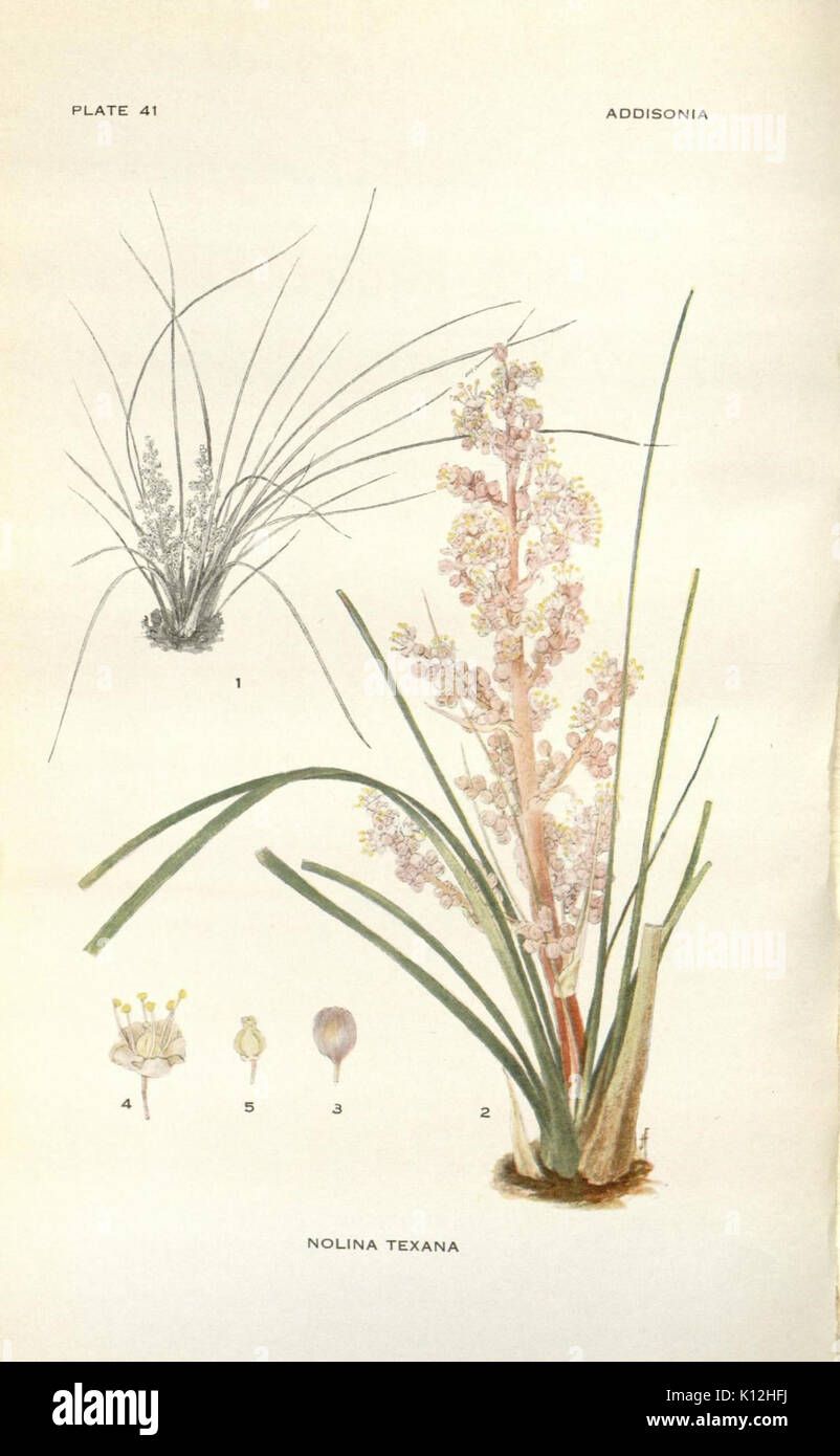 Addisonia (PLATE 041) (8577483278 Stock Photo - Alamy