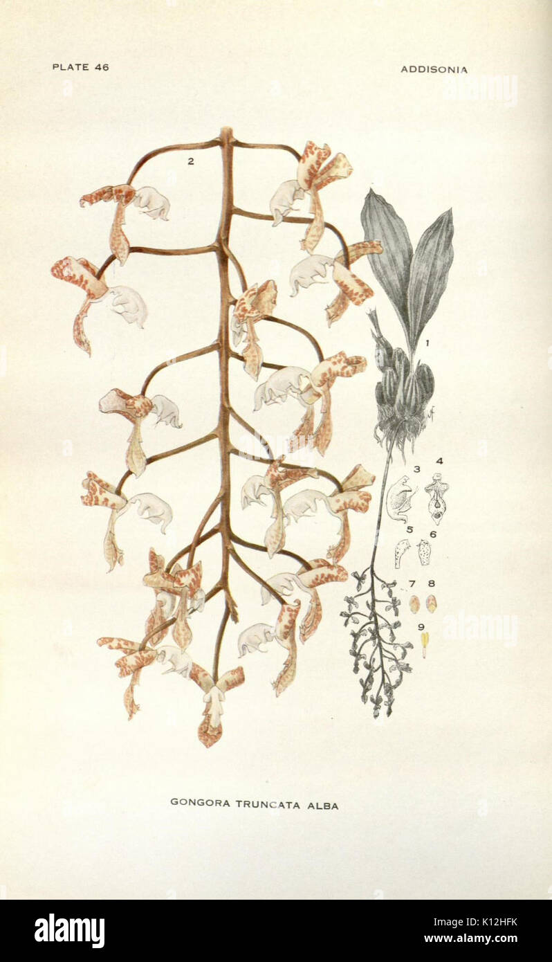 Addisonia (PLATE 046) (8577484696 Stock Photo - Alamy