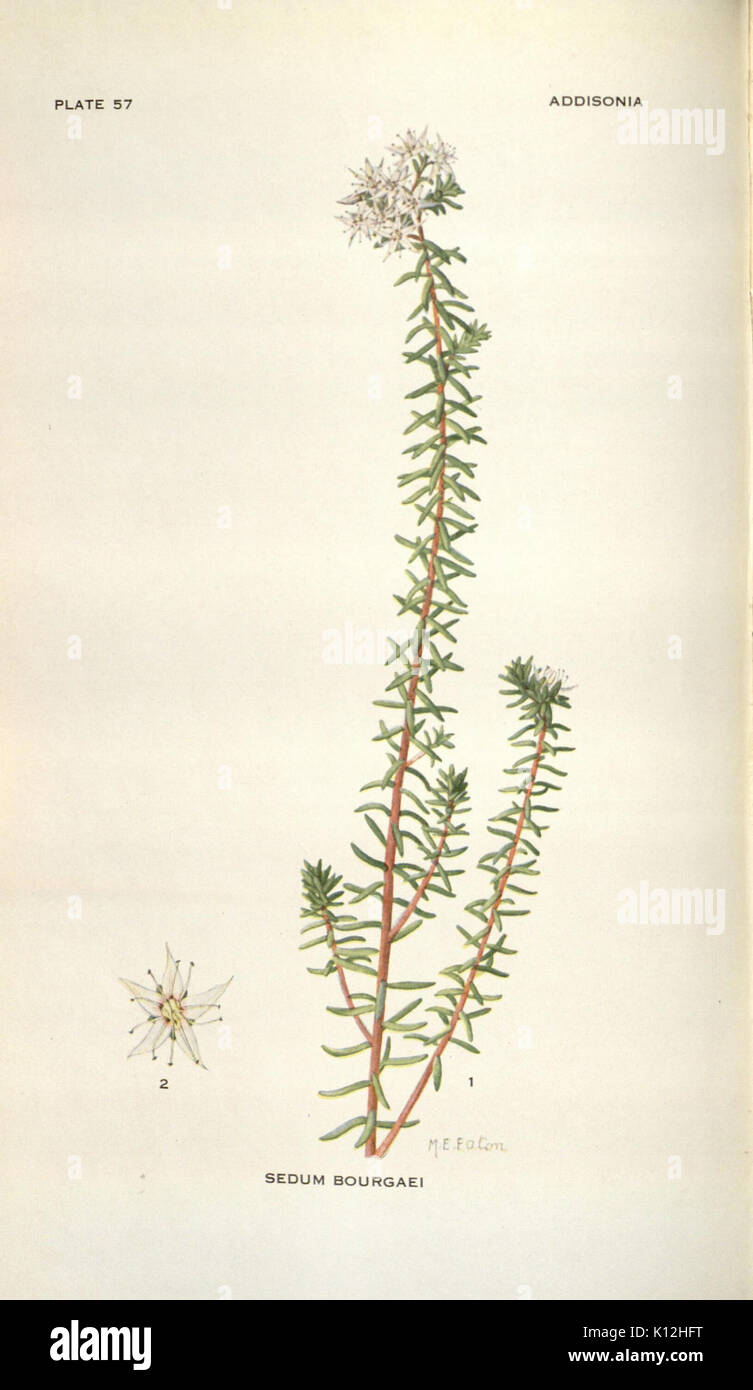 Addisonia series hi-res stock photography and images - Alamy