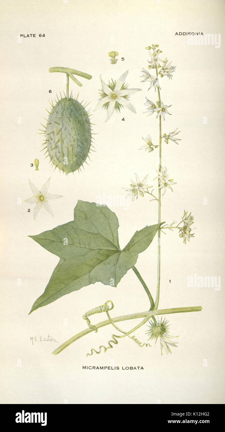 Addisonia (PLATE 064) (8576392745 Stock Photo - Alamy