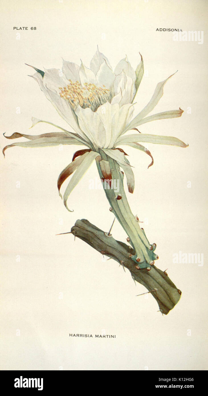 Missouri native american illustration hi-res stock photography and ...