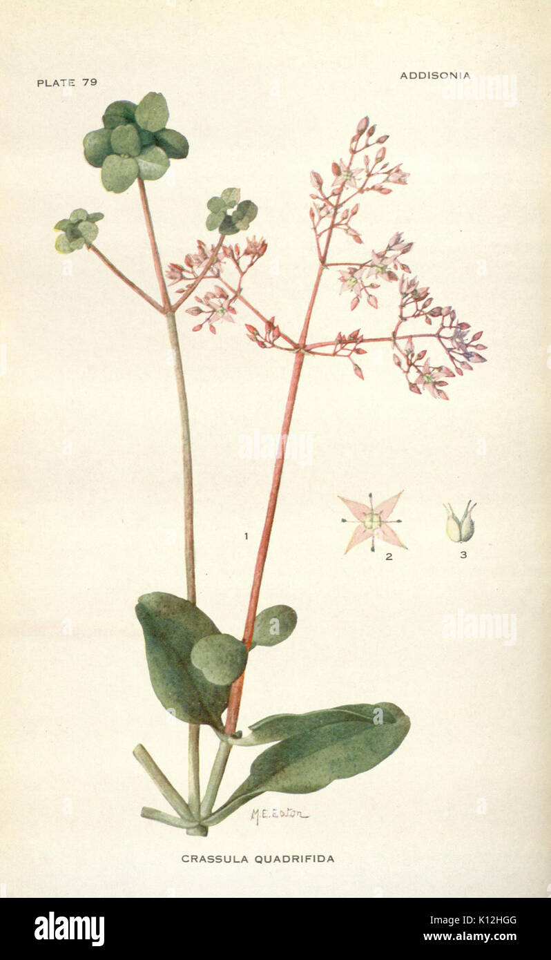 Addisonia series hi-res stock photography and images - Alamy