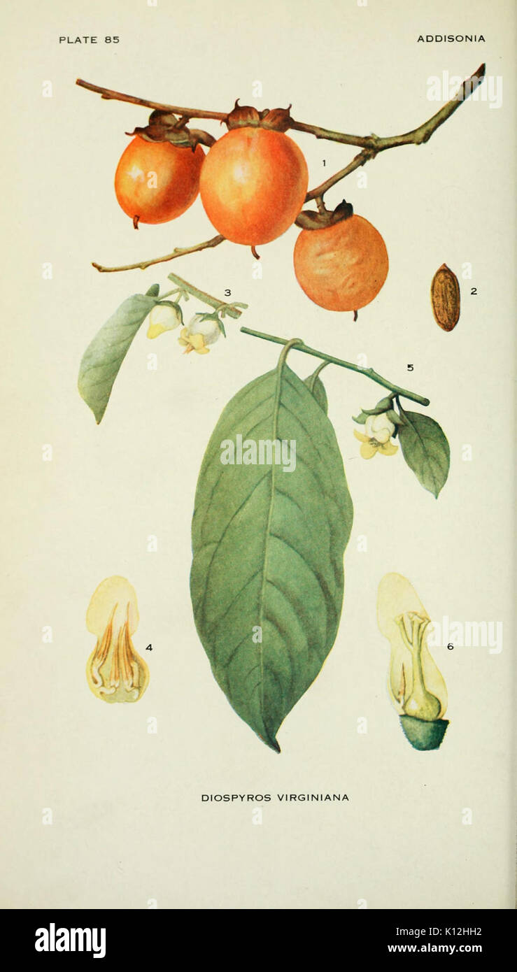 Addisonia series hi-res stock photography and images - Alamy