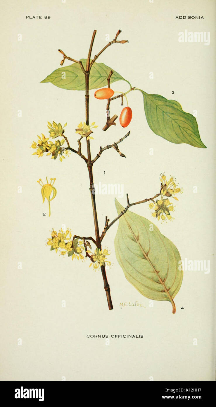 Addisonia (PLATE 089) (8591355343 Stock Photo - Alamy