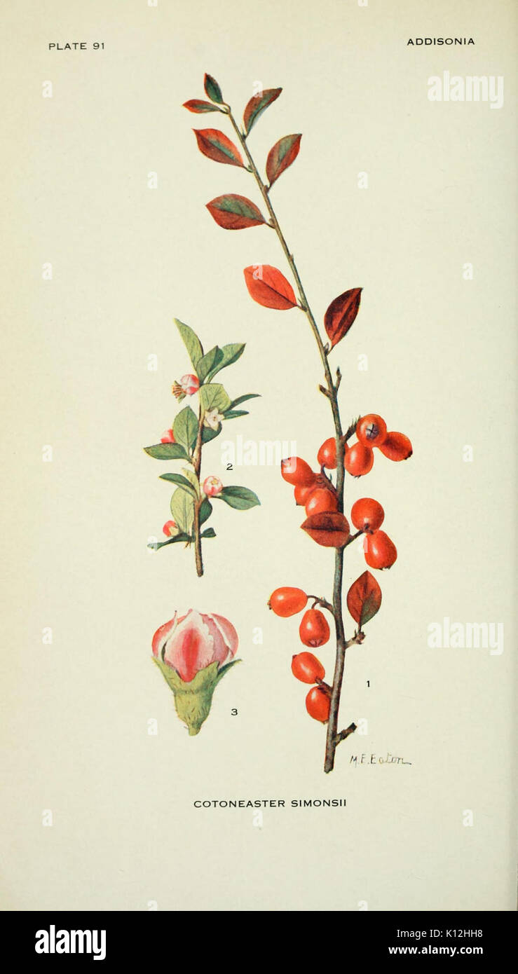 Book addisonia hi-res stock photography and images - Alamy