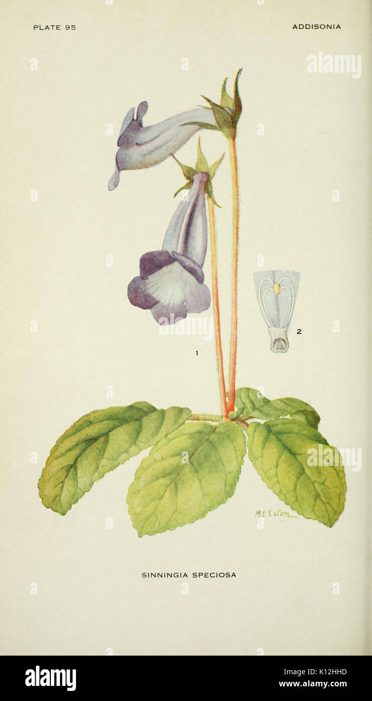 Book addisonia hi-res stock photography and images - Alamy