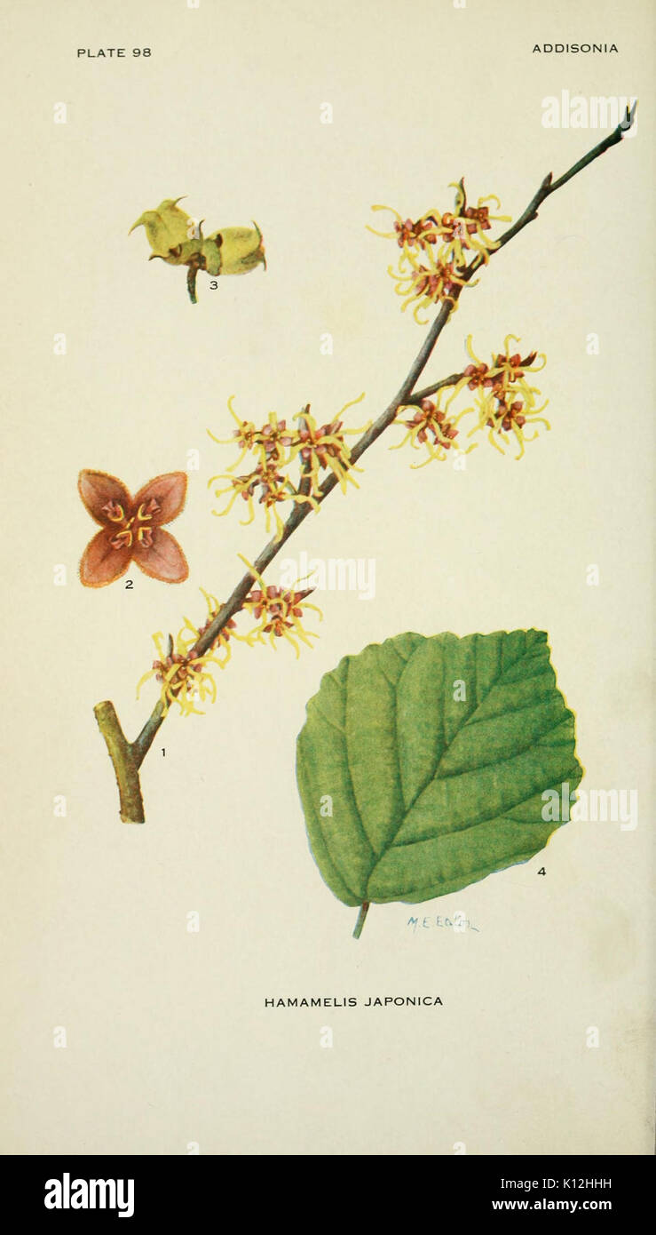 Book addisonia hi-res stock photography and images - Alamy