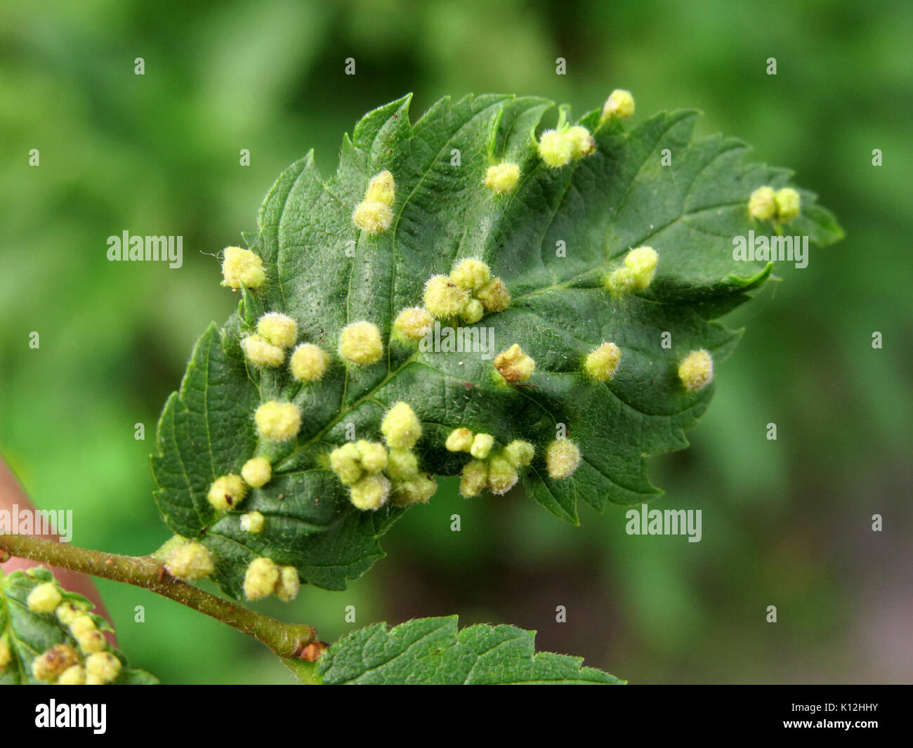 Aceria campestricola gall Kiev1 Stock Photo - Alamy