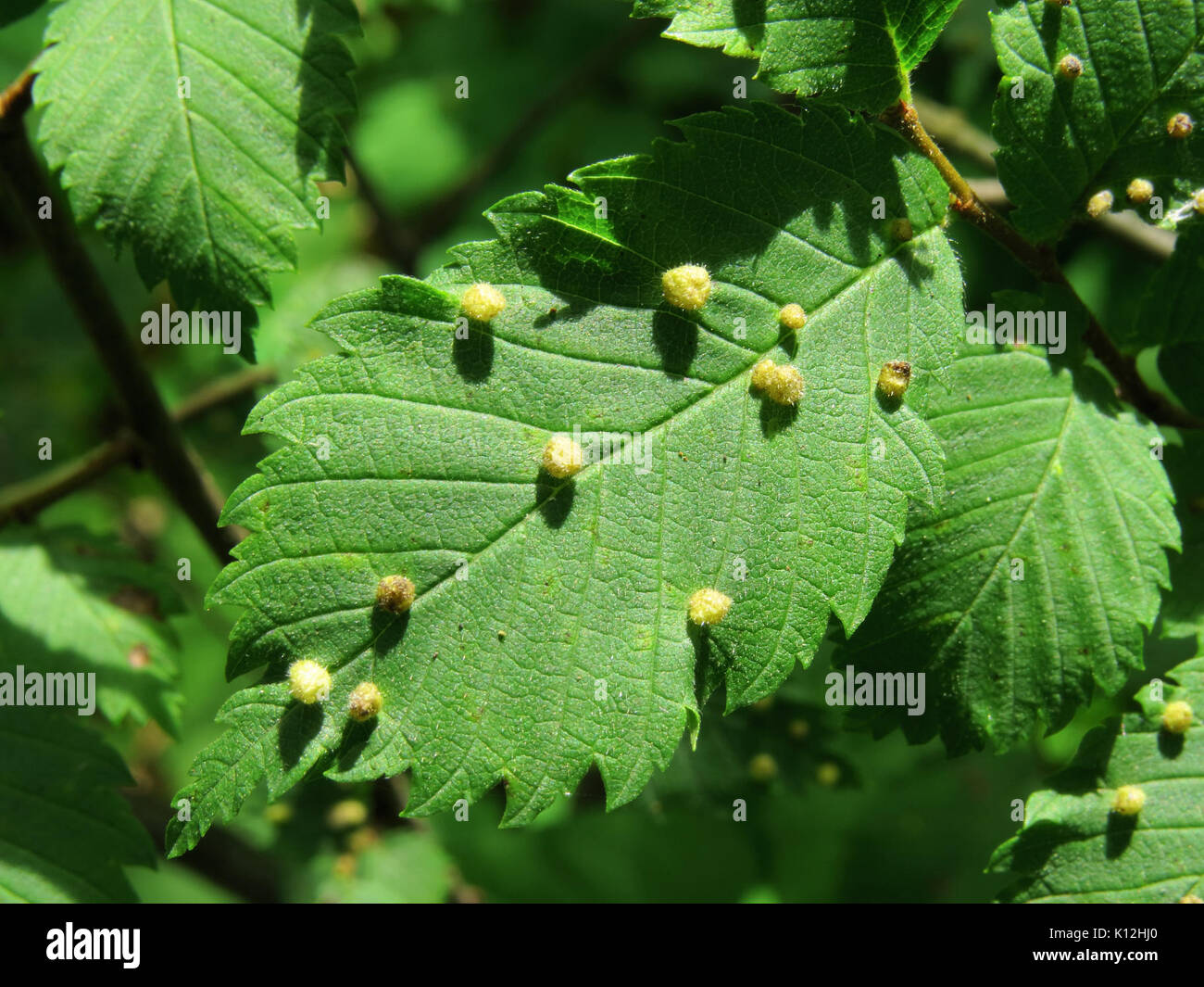 Aceria campestricola gall Kiev3 Stock Photo - Alamy