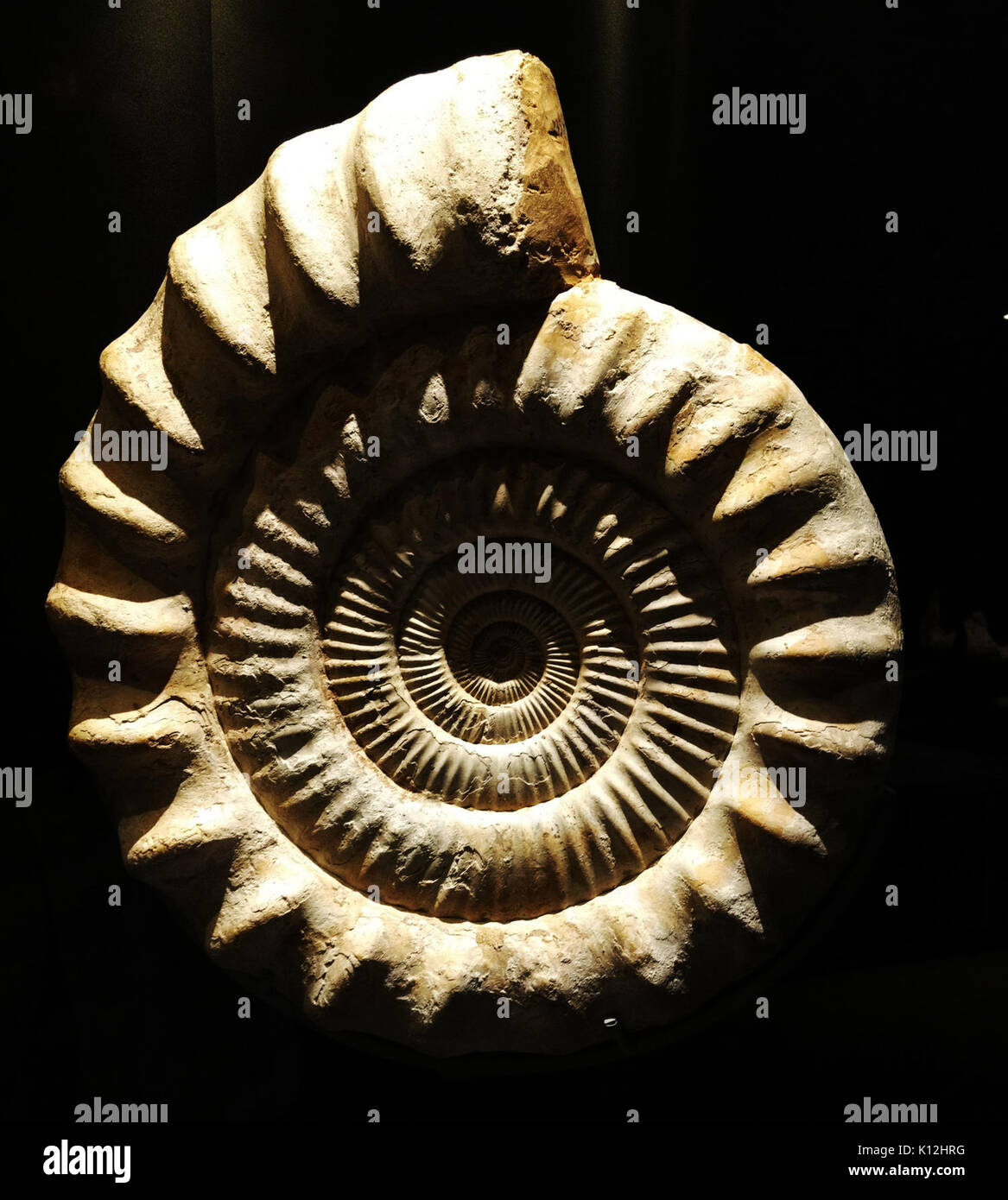 Ammonite specimens hi-res stock photography and images - Alamy