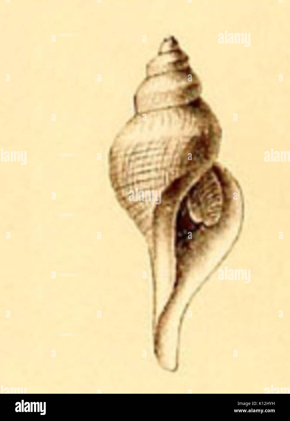 Watsoni hi-res stock photography and images - Alamy