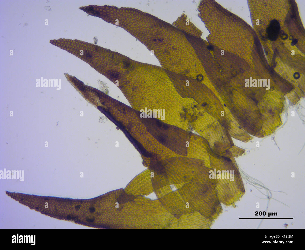 Andreaea rupestris hi-res stock photography and images - Alamy