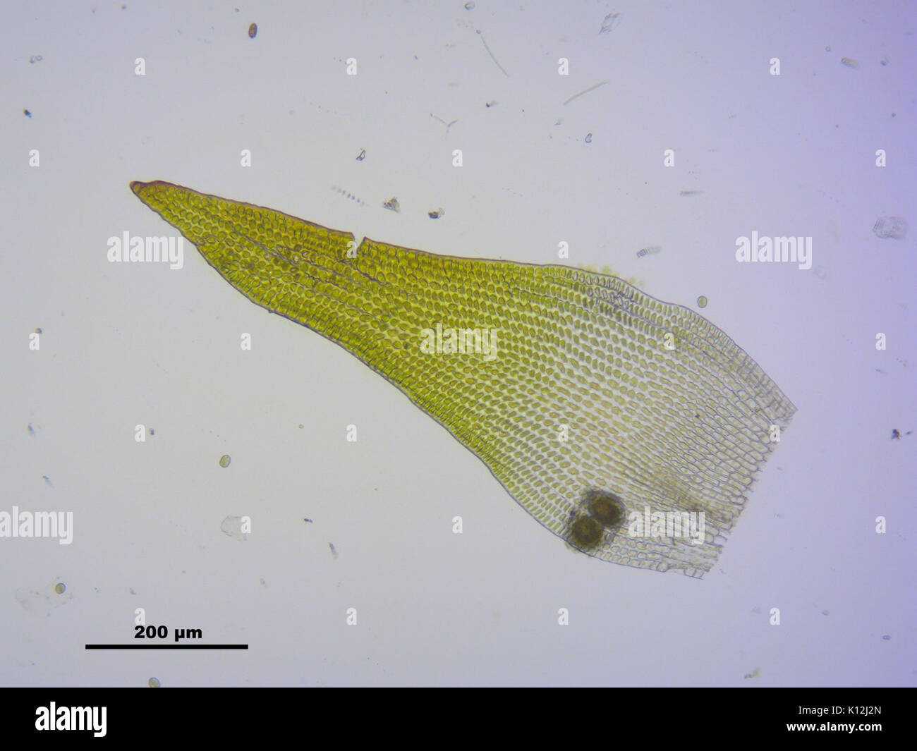 Andreaea rupestris hi-res stock photography and images - Alamy