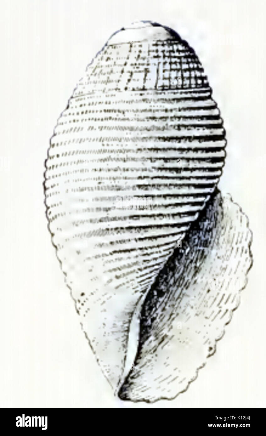 Sarcinula hi-res stock photography and images - Alamy