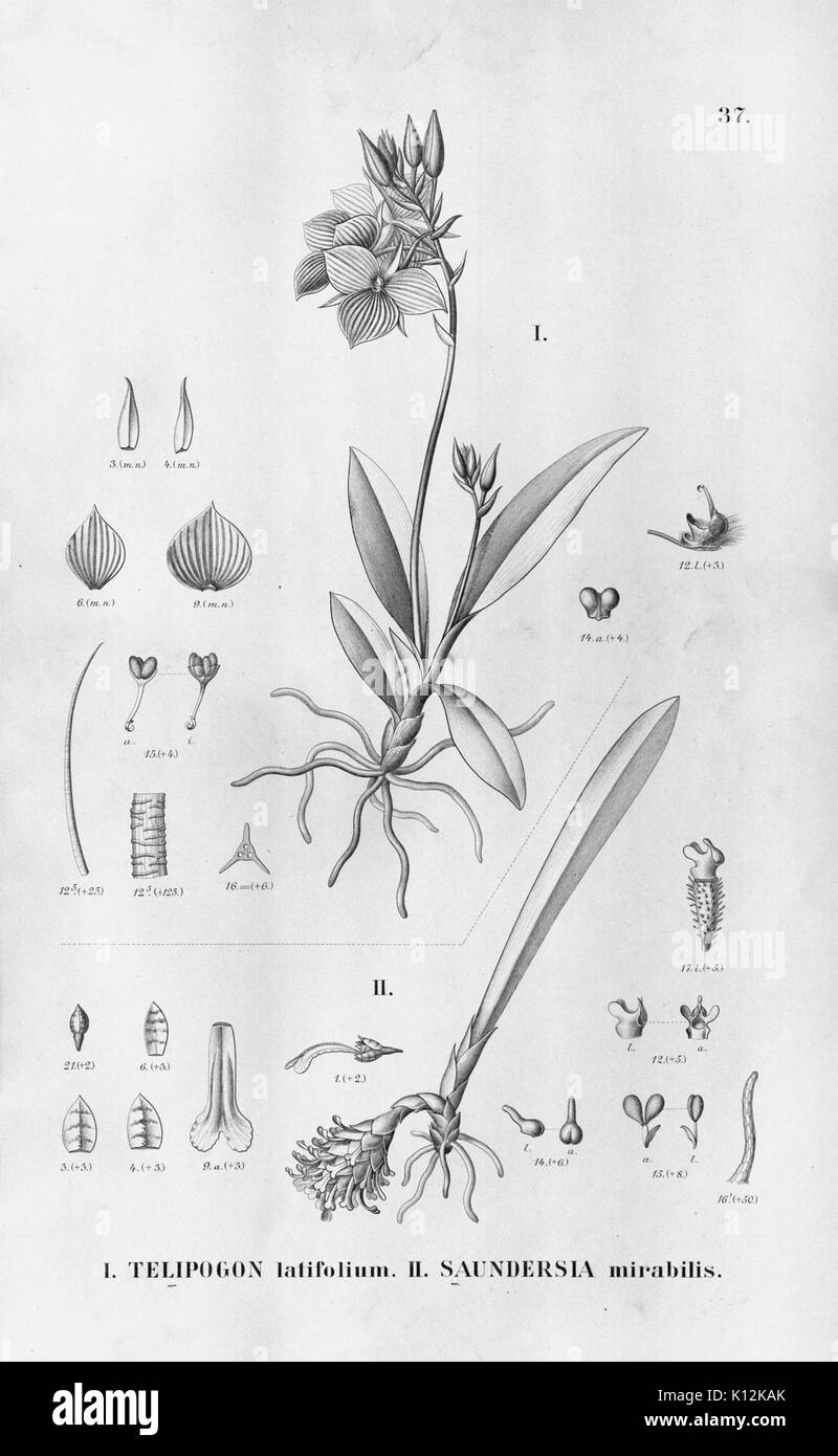 Peter raven library pictorial works uncolored brazil engraving germany ...