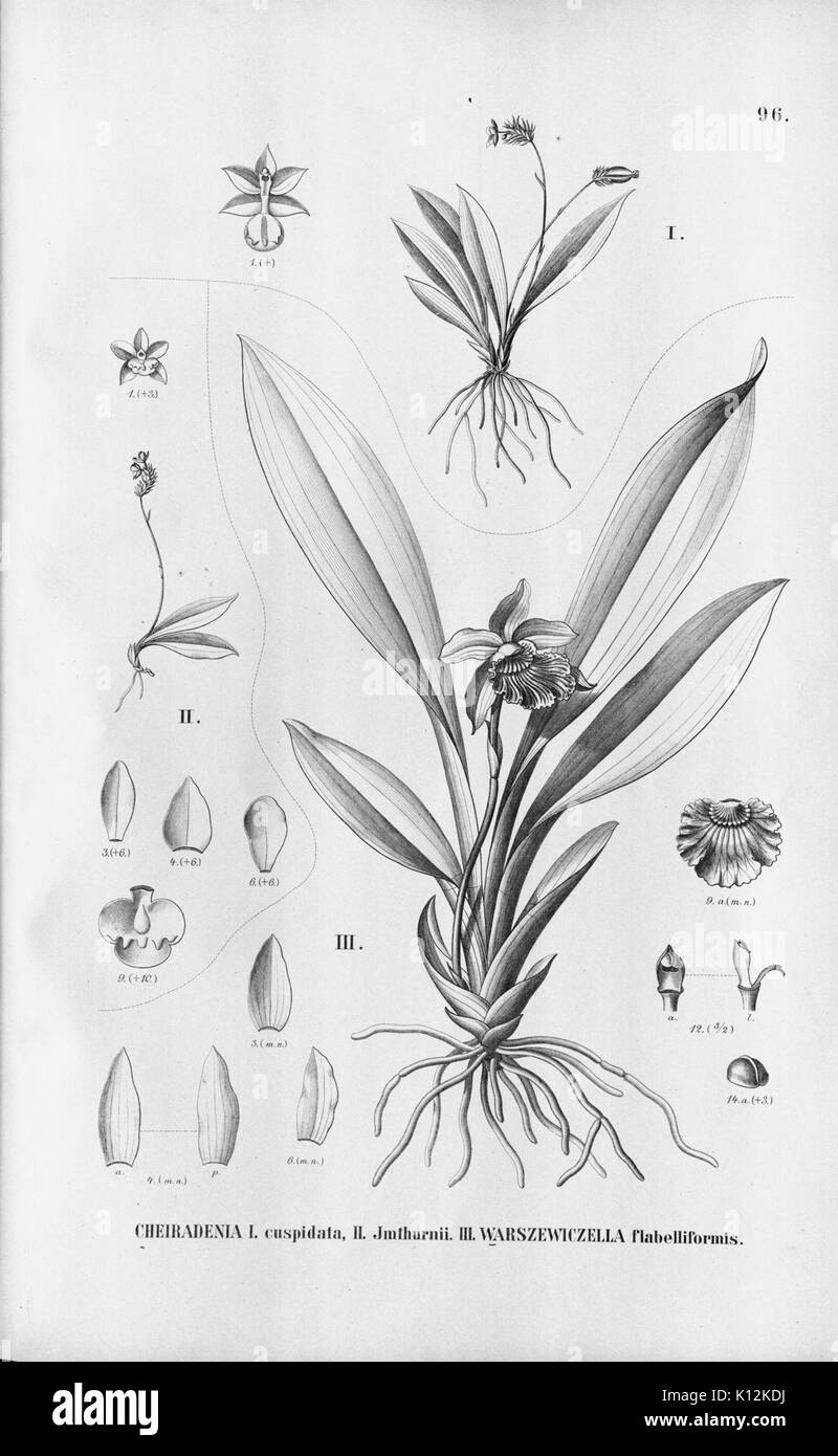 Botanical illustration from orchids Black and White Stock Photos ...