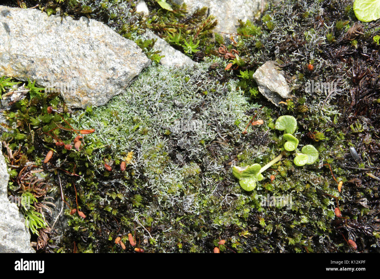 Anthelia hi-res stock photography and images - Alamy