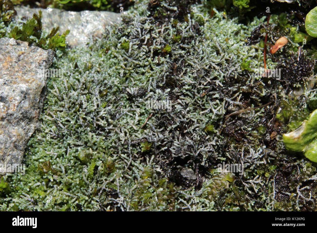 Anthelia juratzkana (b, 140645 471626) 2269 Stock Photo - Alamy