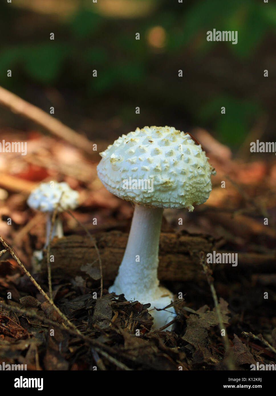 Algerine hi-res stock photography and images - Alamy