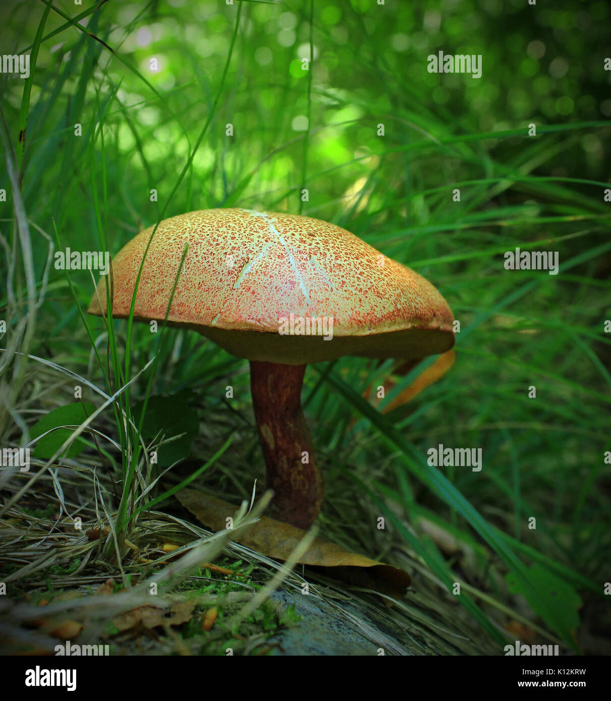 Algerine Swamp Natural Area (Revisited) (9) (29270859816 Stock Photo ...