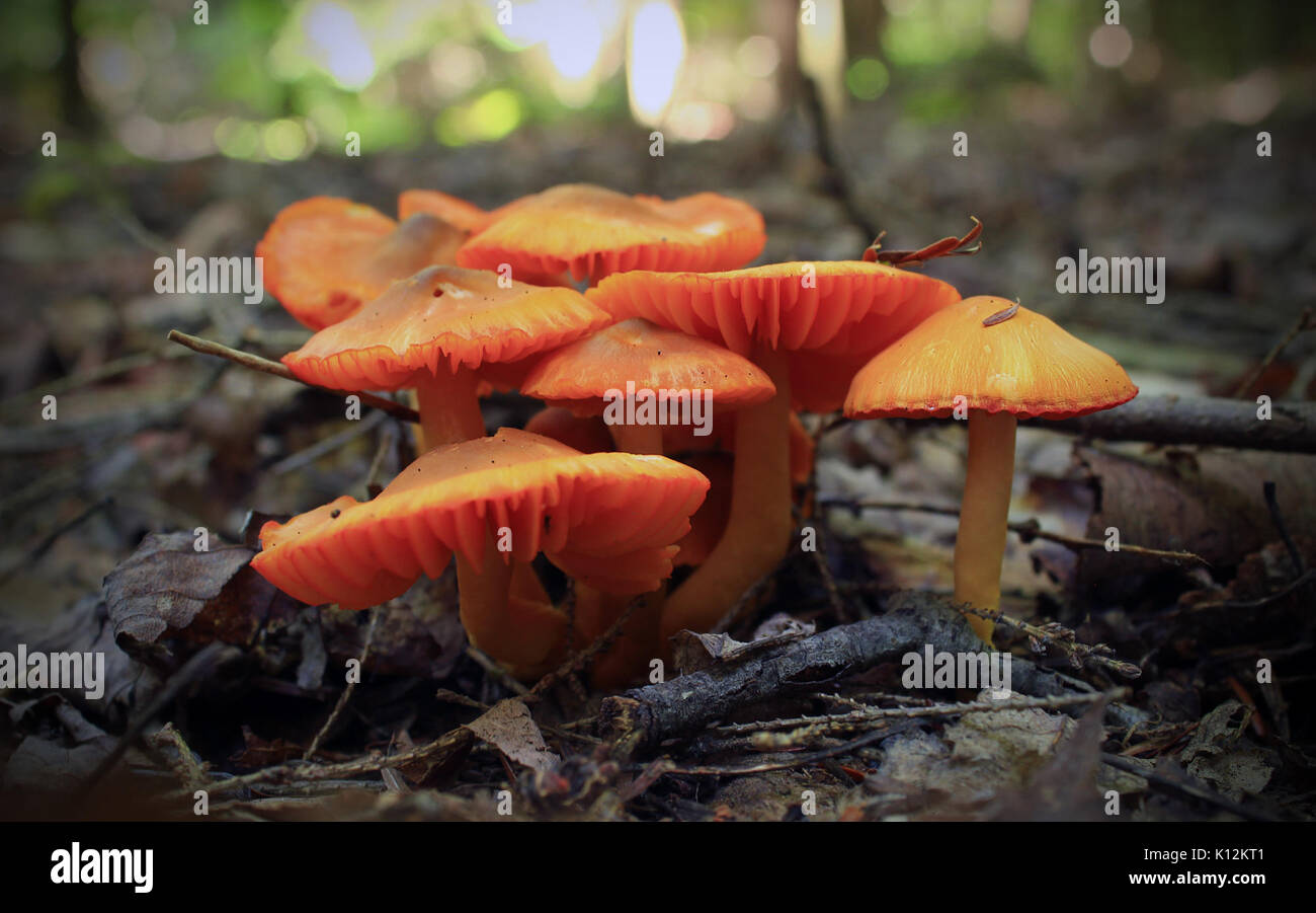 Algerine hi-res stock photography and images - Alamy