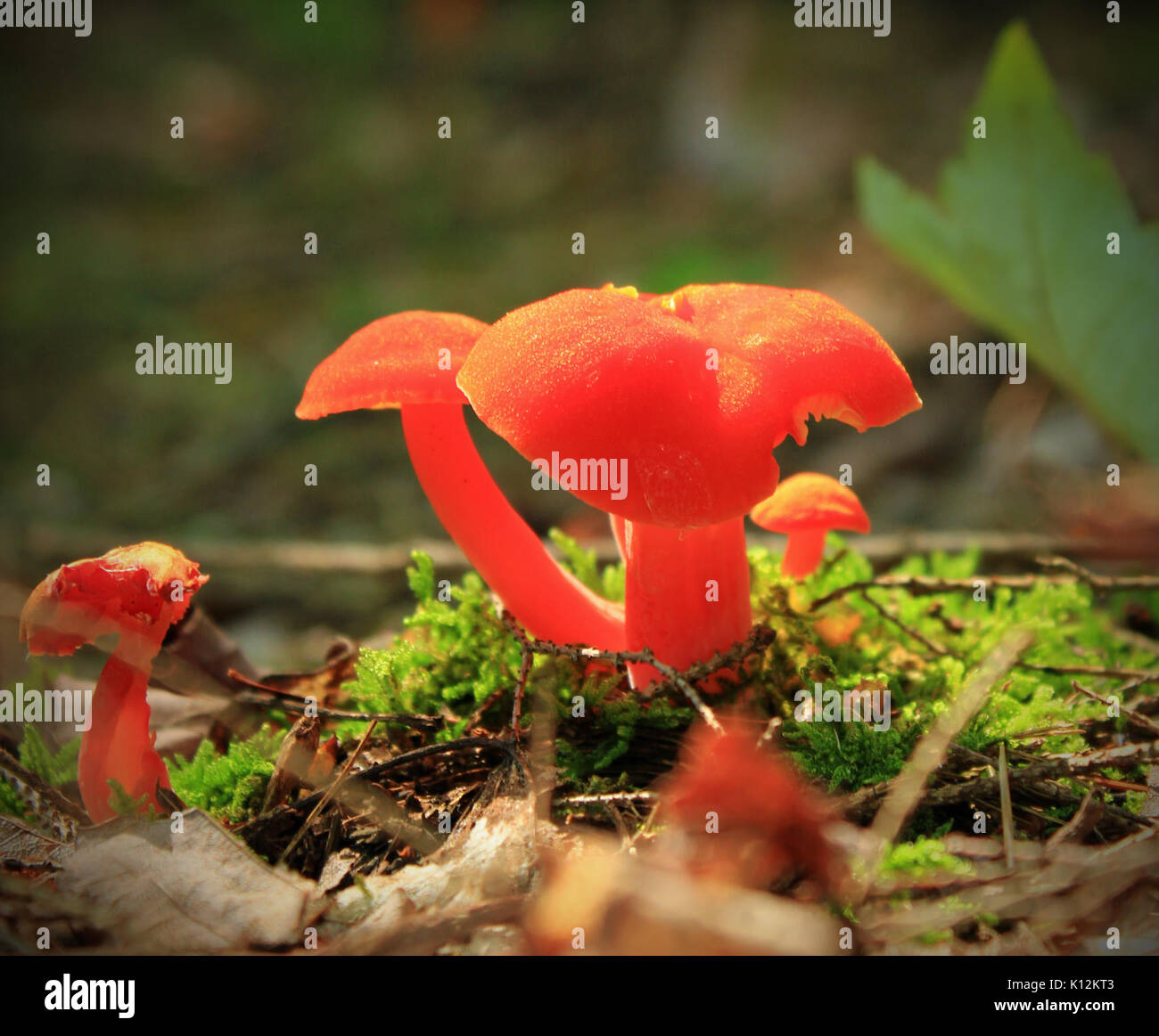 Algerine hi-res stock photography and images - Alamy