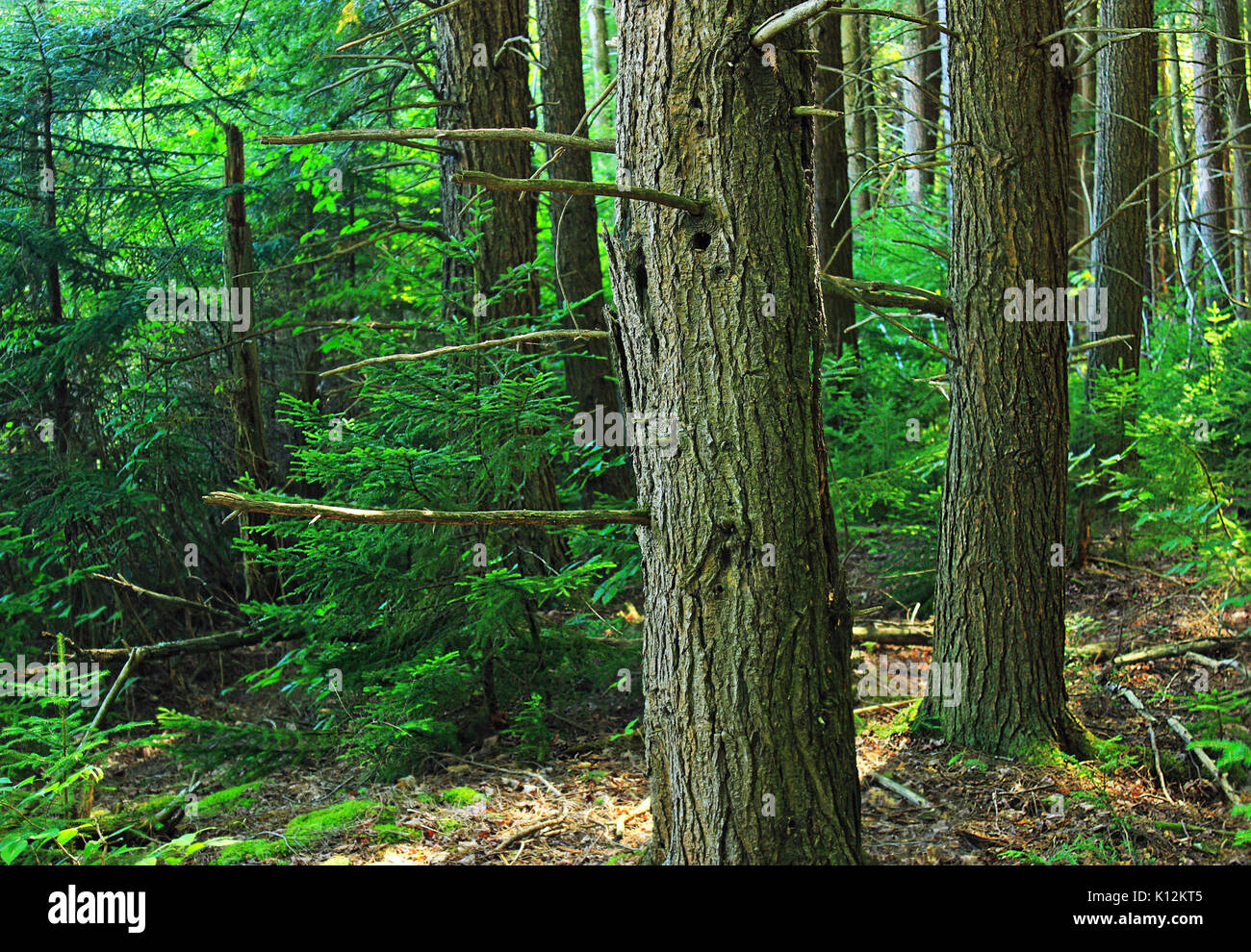 Algerine hi-res stock photography and images - Alamy