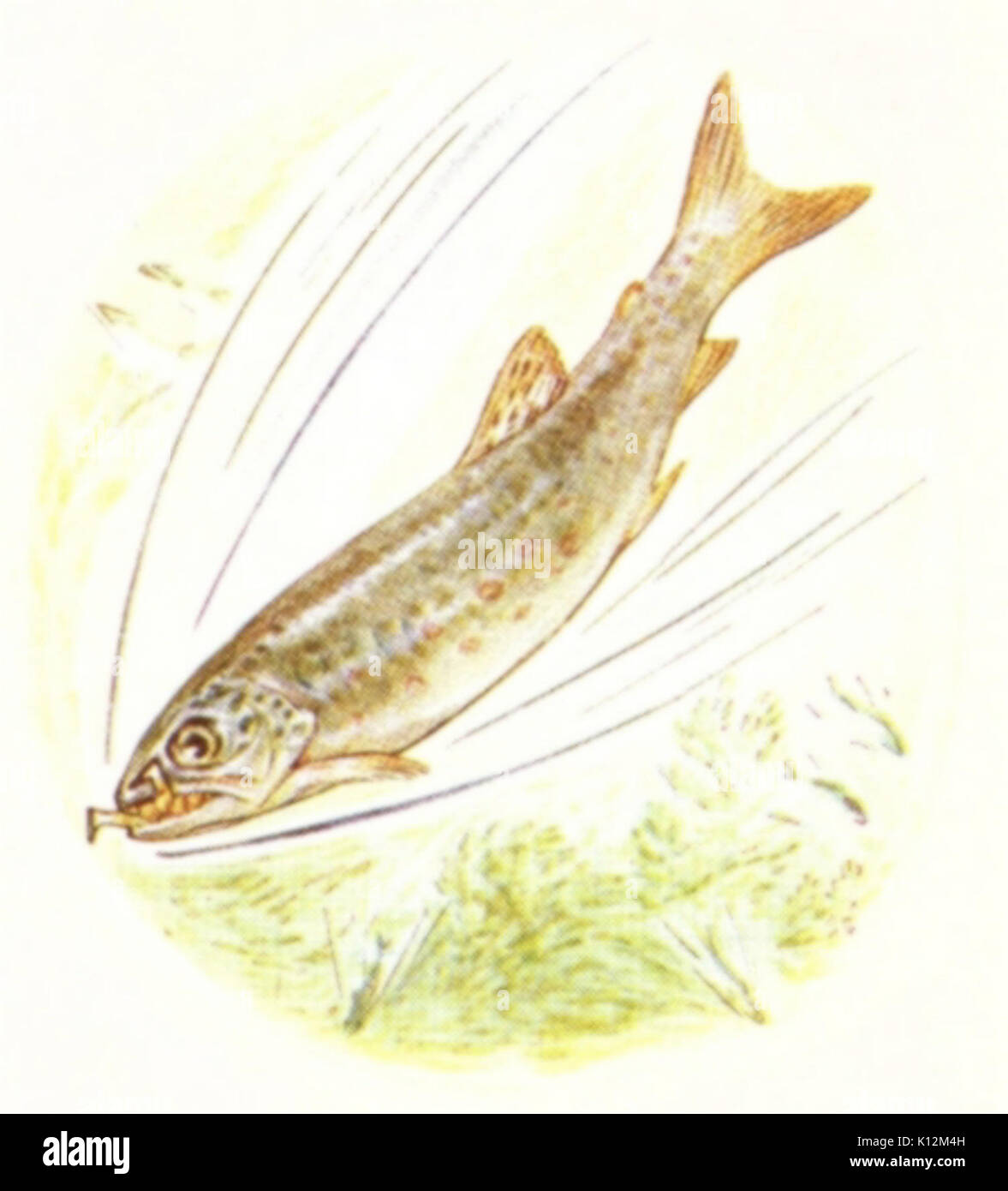 Jeremy fisher drawing hi-res stock photography and images - Alamy