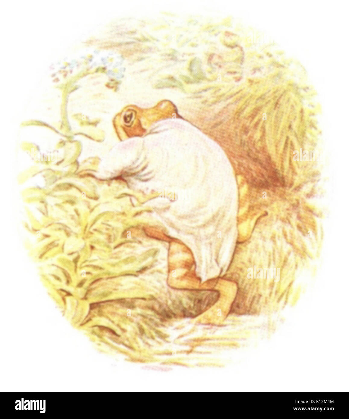 Jeremy fisher drawing hi-res stock photography and images - Alamy