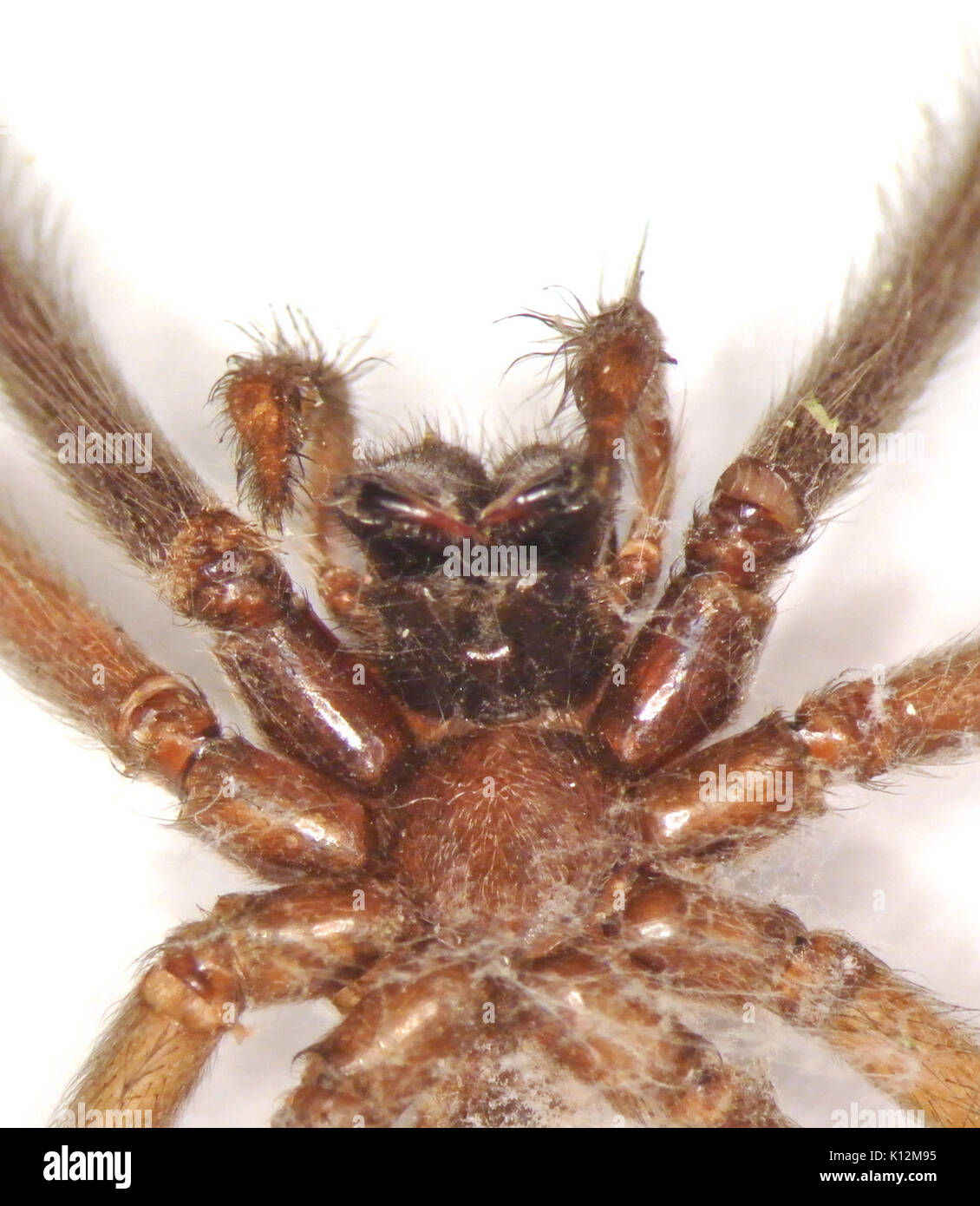 Spider ventral hi-res stock photography and images - Alamy