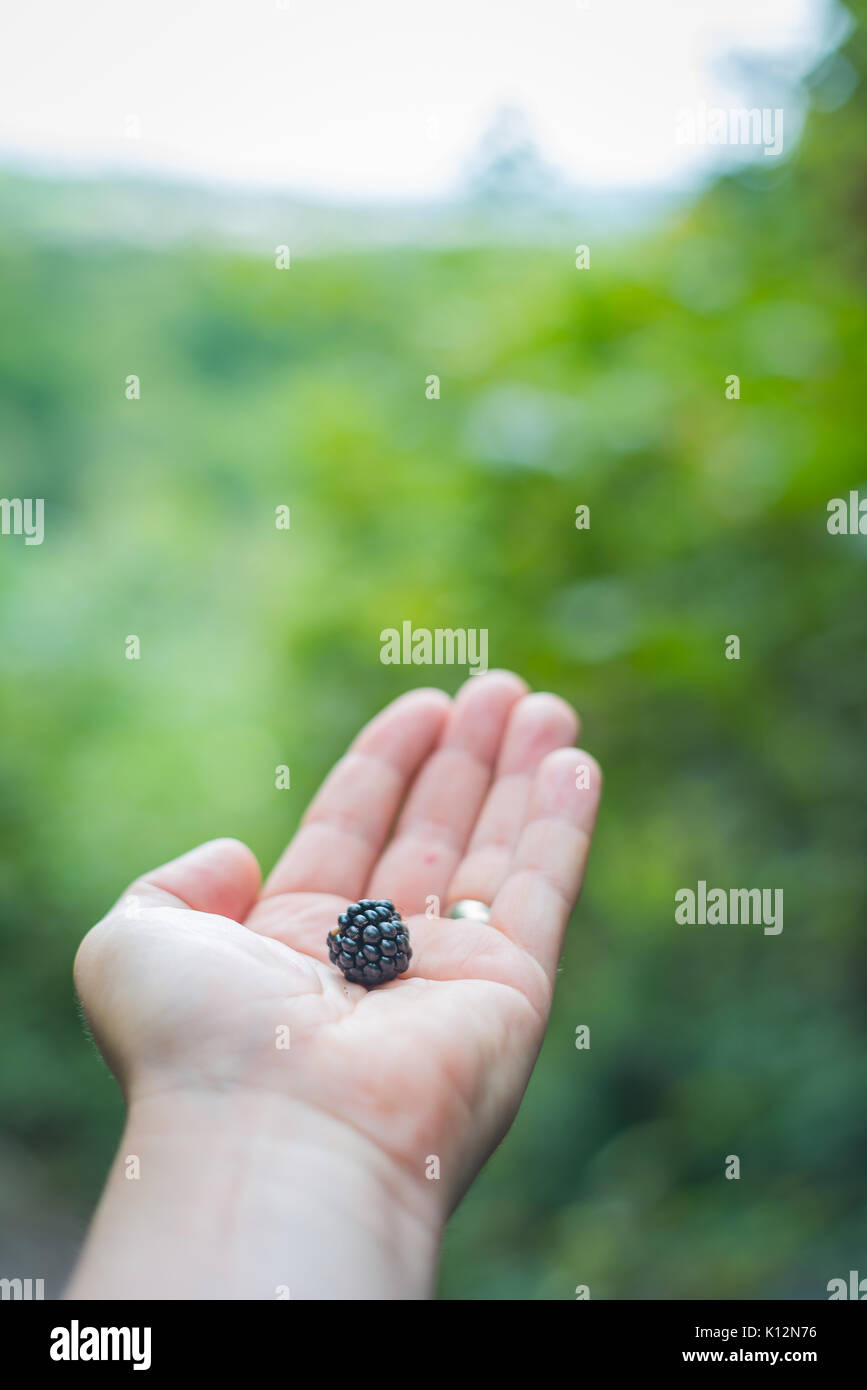 Hand picked in the woods Stock Photo - Alamy