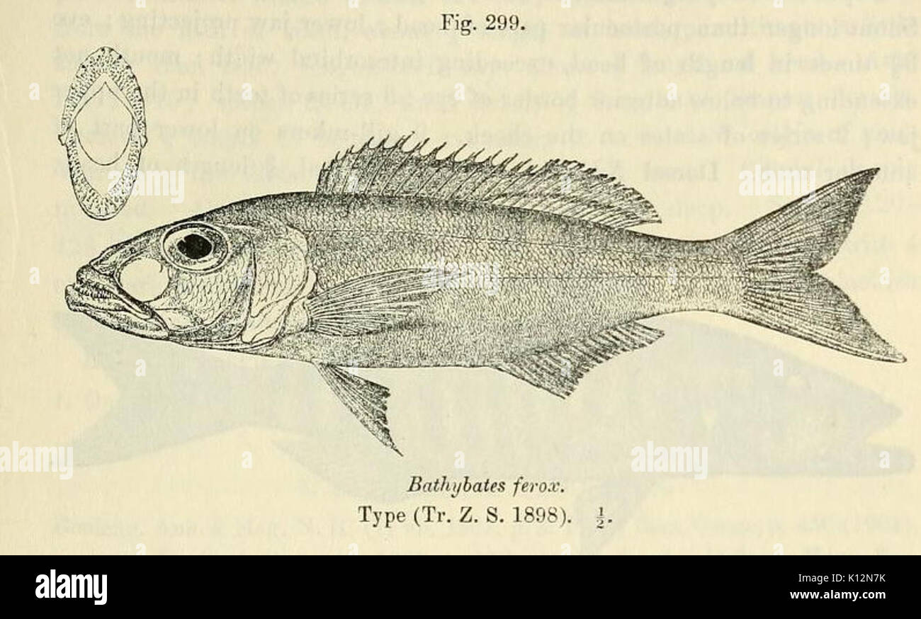 Animals with sharp teeth hi-res stock photography and images - Alamy