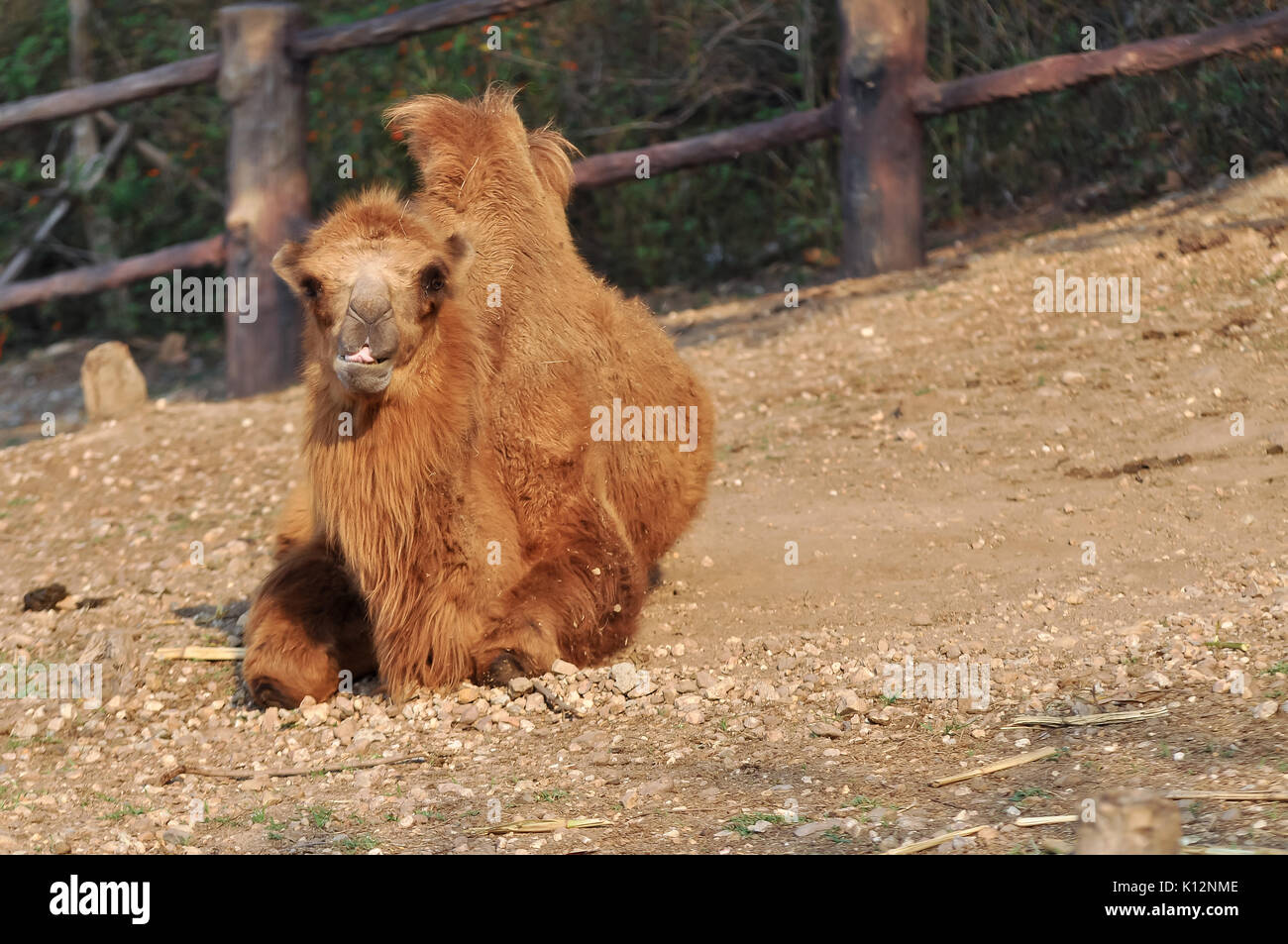 Bactrian camels have two humps rather than the single hump of their ...
