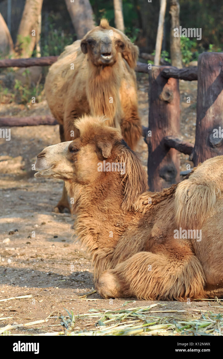 The Bactrian camel is the largest mammal in its native range and rivals ...