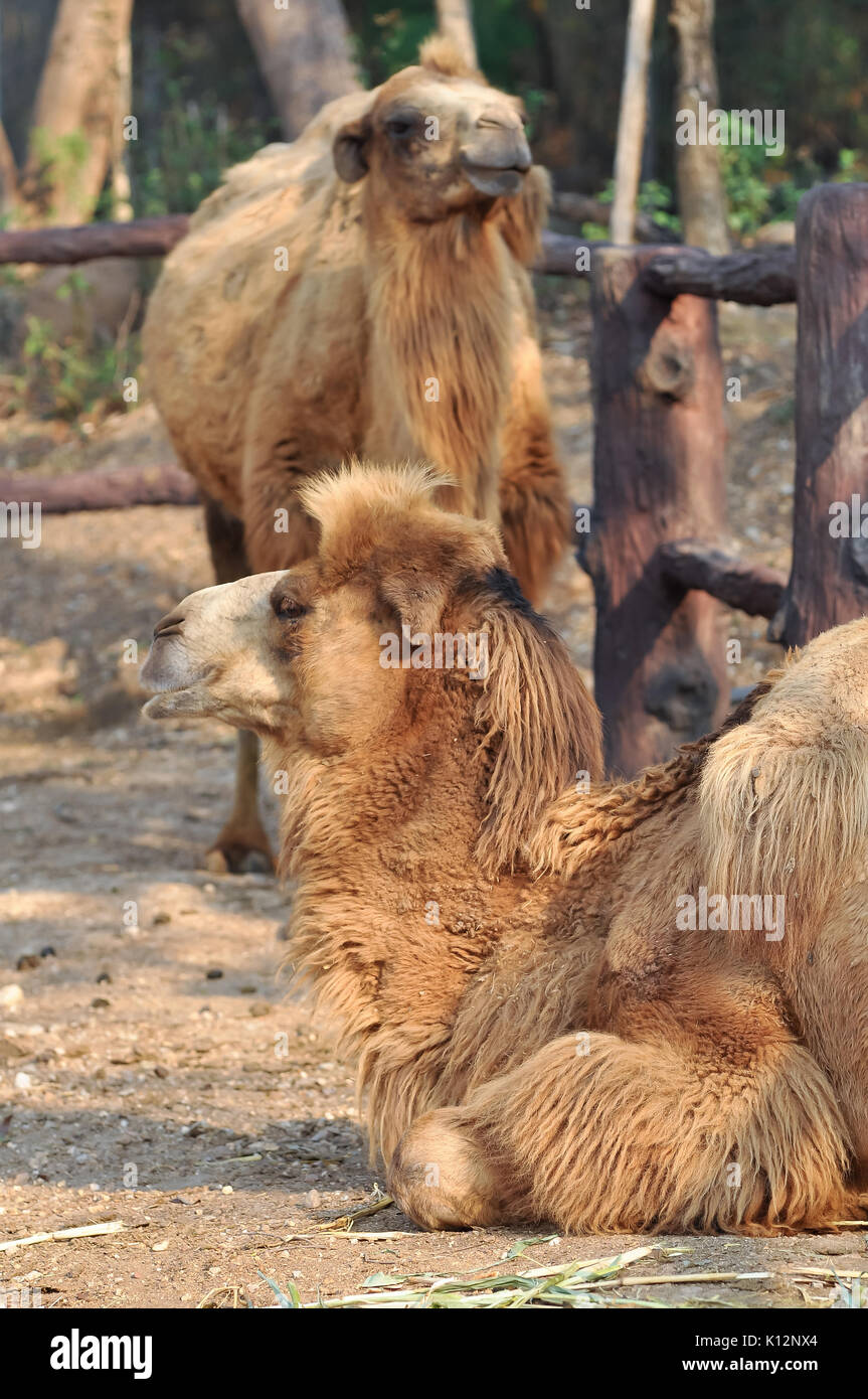 Two hump camels hi-res stock photography and images - Alamy