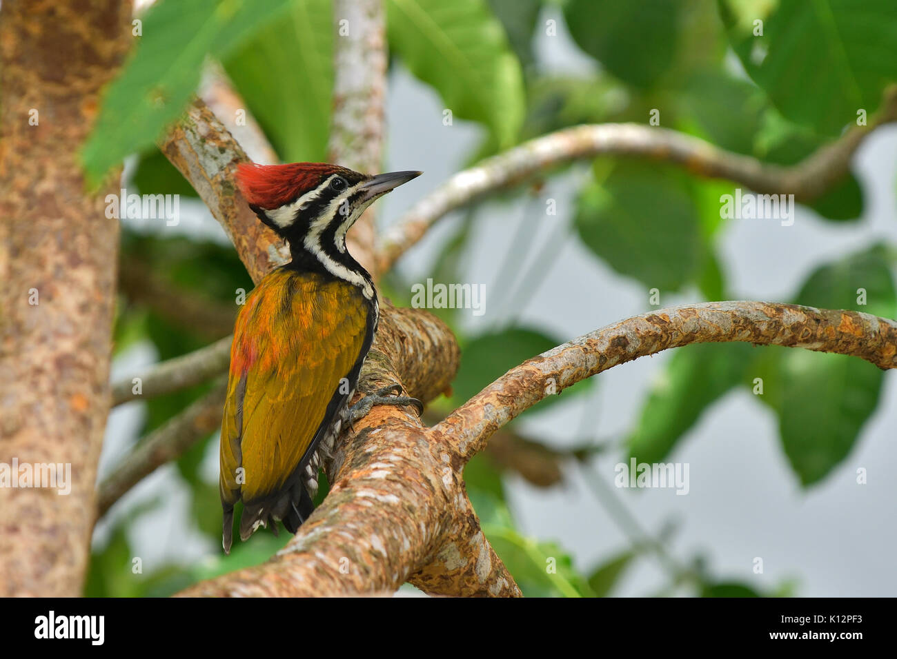 Flameback Woodpecker poking the tree for worms Stock Photo - Alamy