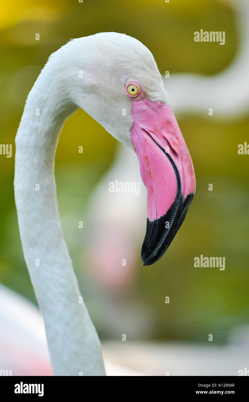 The Greater Flamingo is the most widespread species of the flamingo ...