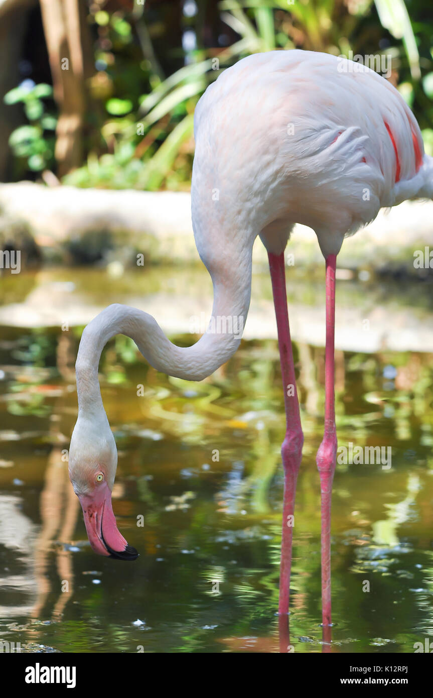 The Greater Flamingo is the most widespread species of the flamingo ...