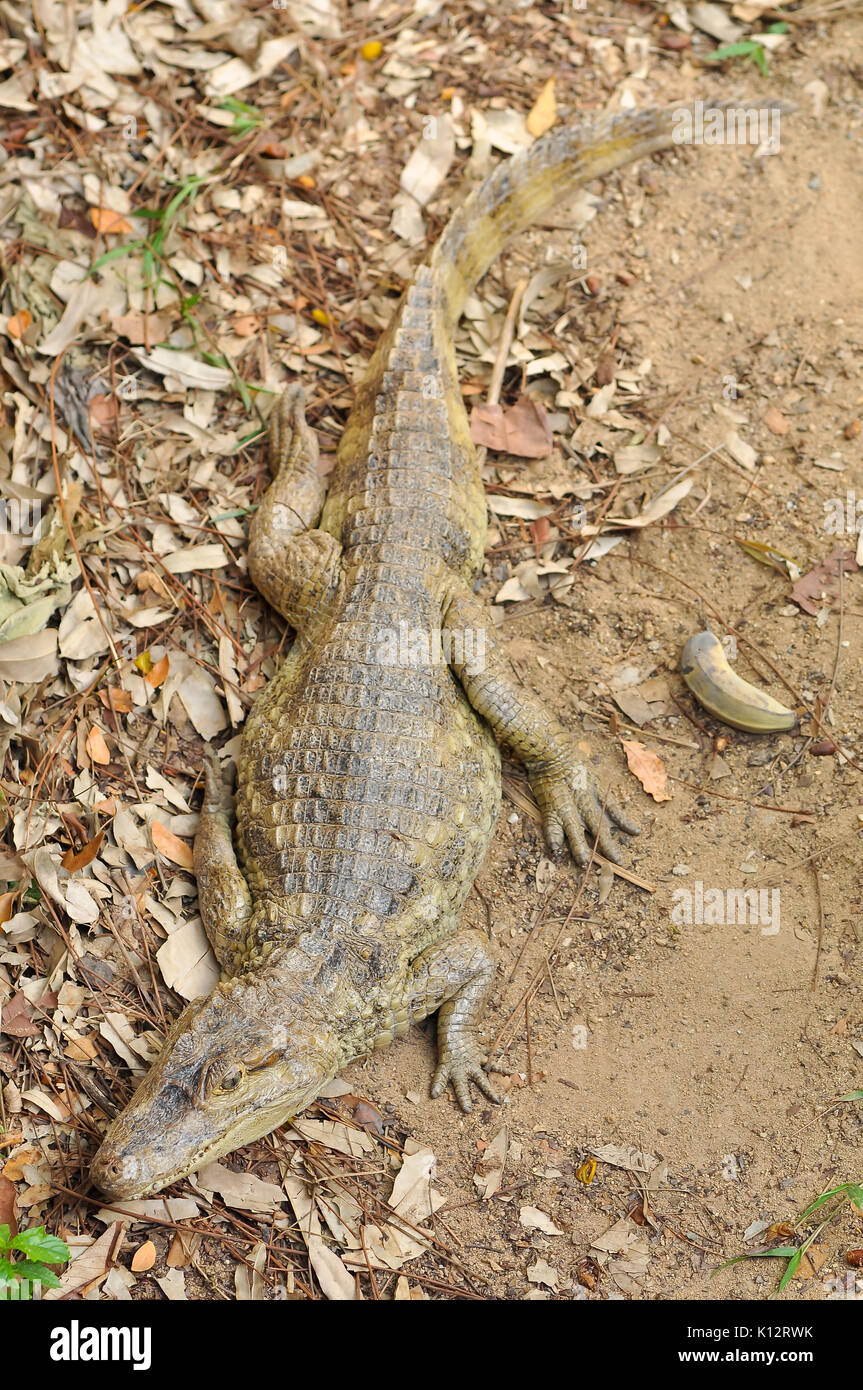 Caiman with jaw open rainforest hi-res stock photography and images - Alamy