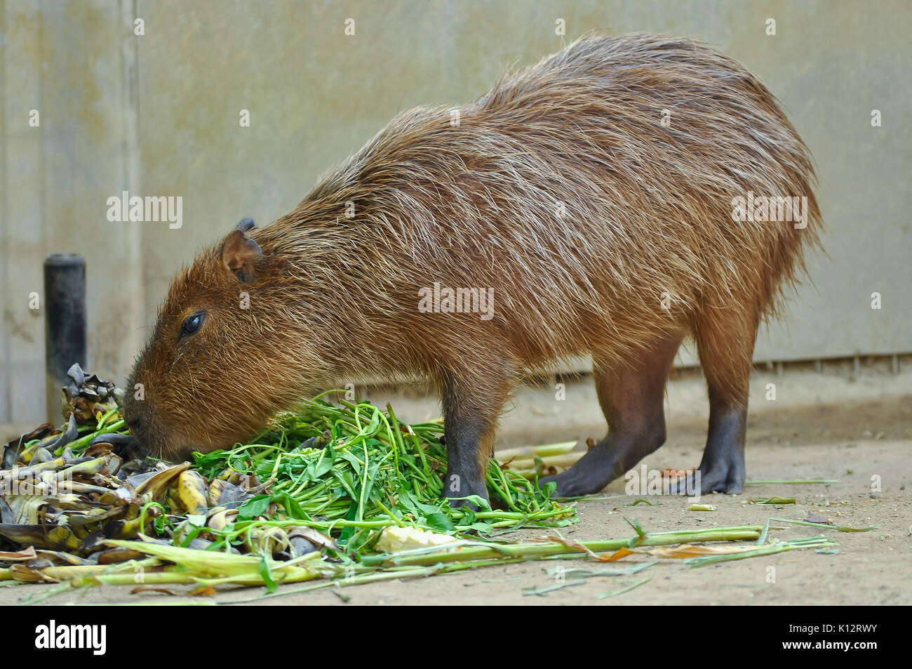 The capybara is the largest rodent in the world, followed by the beaver ...