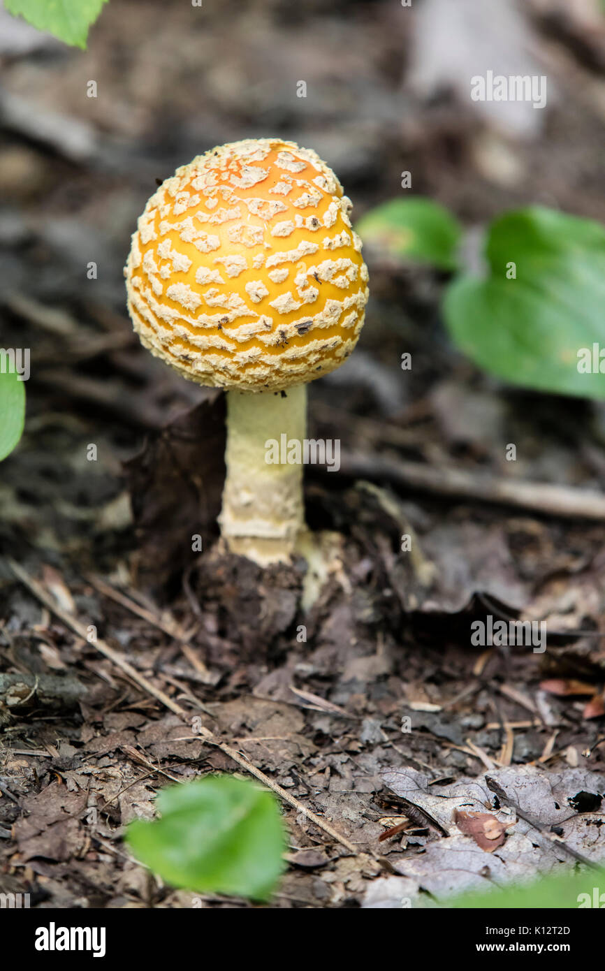 Young red mushroom white hi-res stock photography and images - Alamy