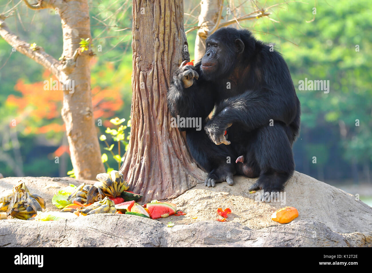 Chimps are generally fruit and plant eaters Stock Photo - Alamy