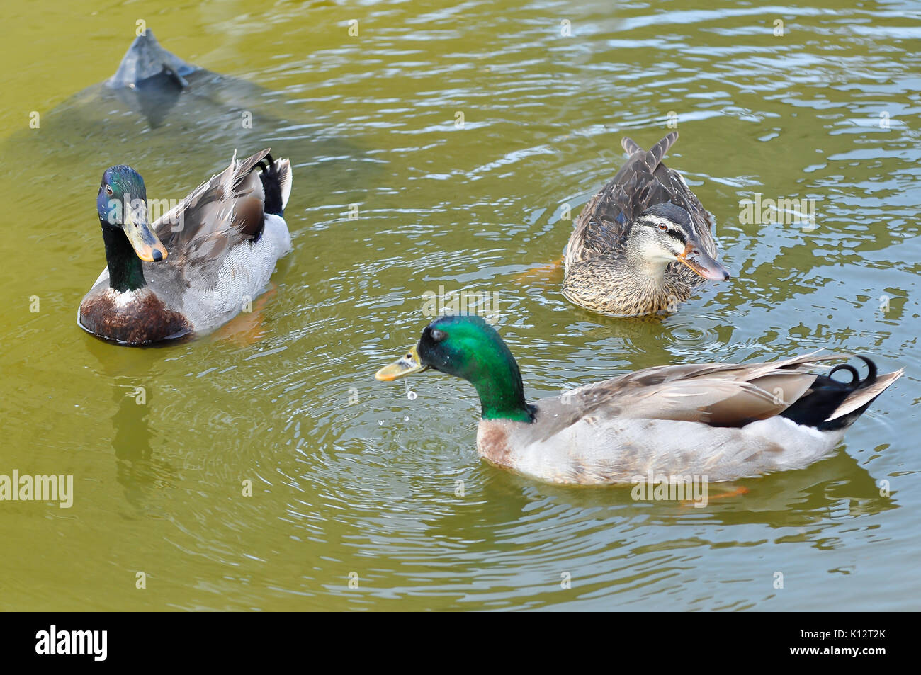 Mallard groups can often be seen head dipping or completely upending in ...