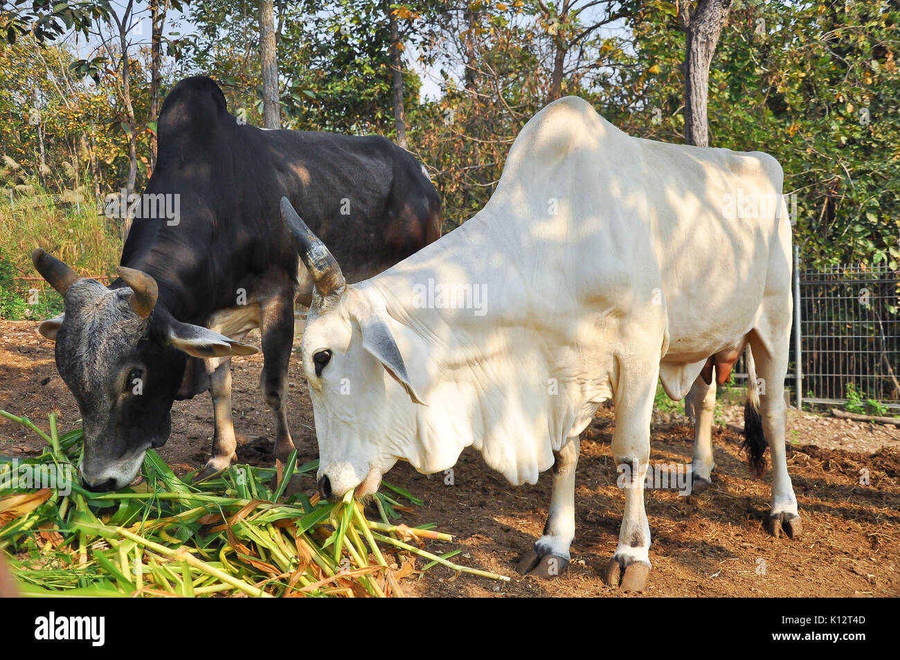 The American Brahman breed has a distinct large boil over the top of ...