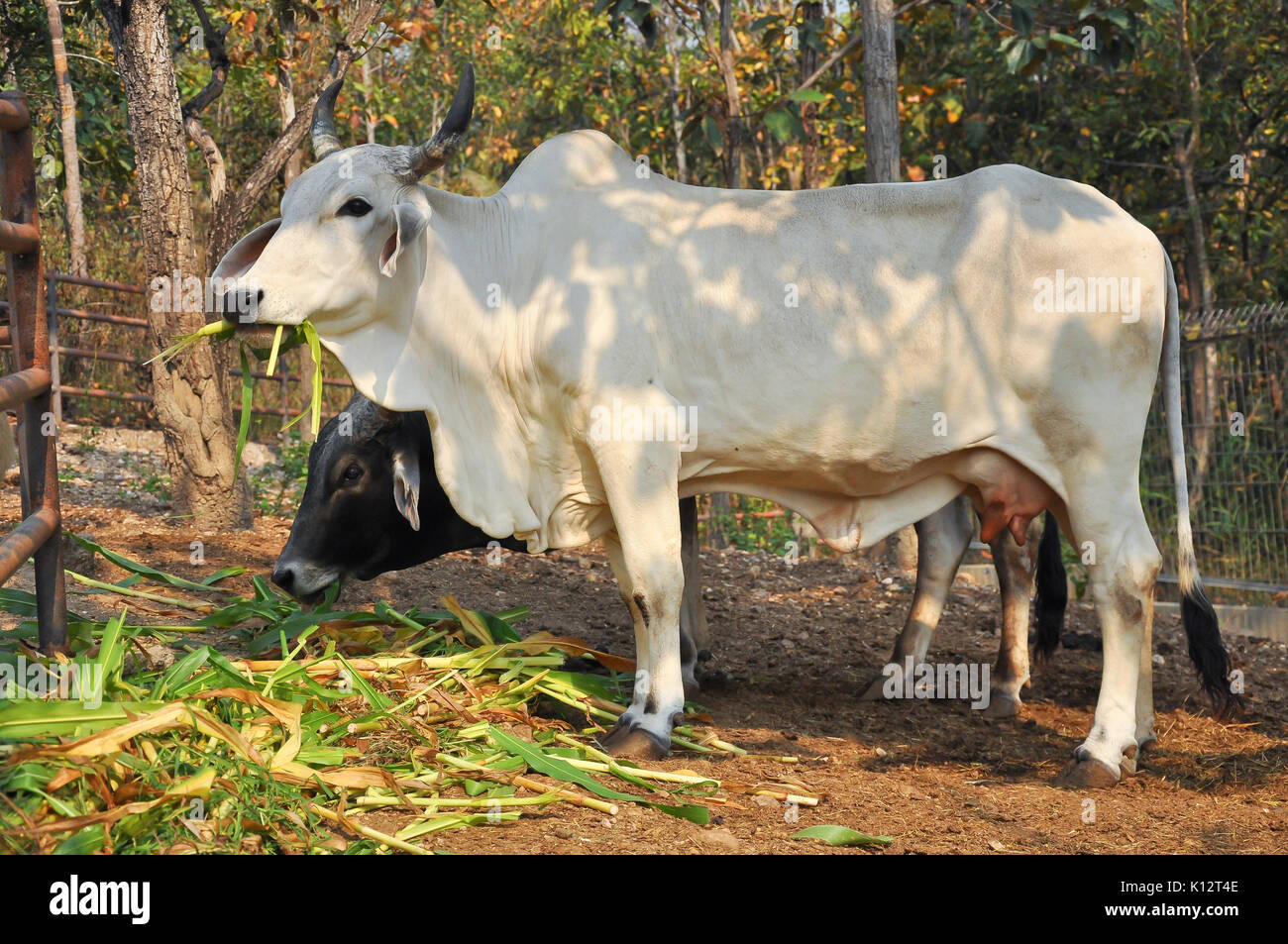 The American Brahman breed has a distinct large boil over the top of ...