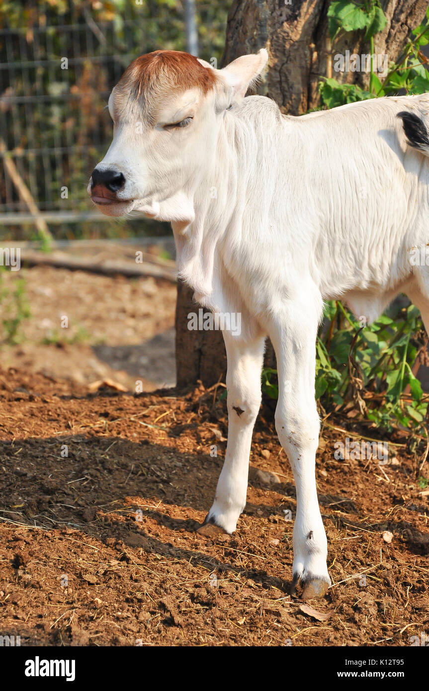 Brahman Breed Of Cattle High Resolution Stock Photography and Images ...