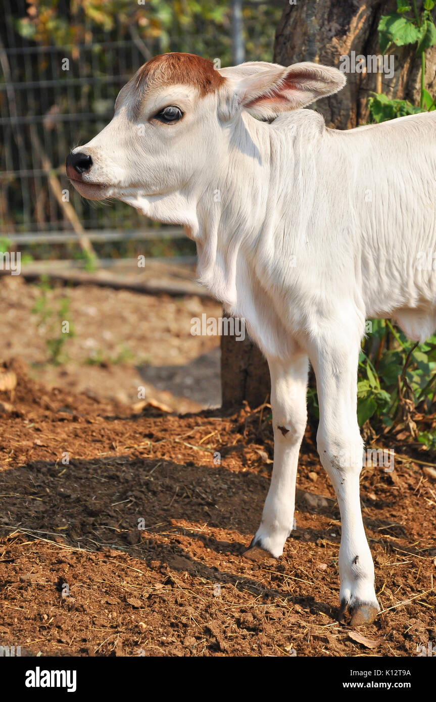 The American Brahman breed has a distinct large boil over the top of ...