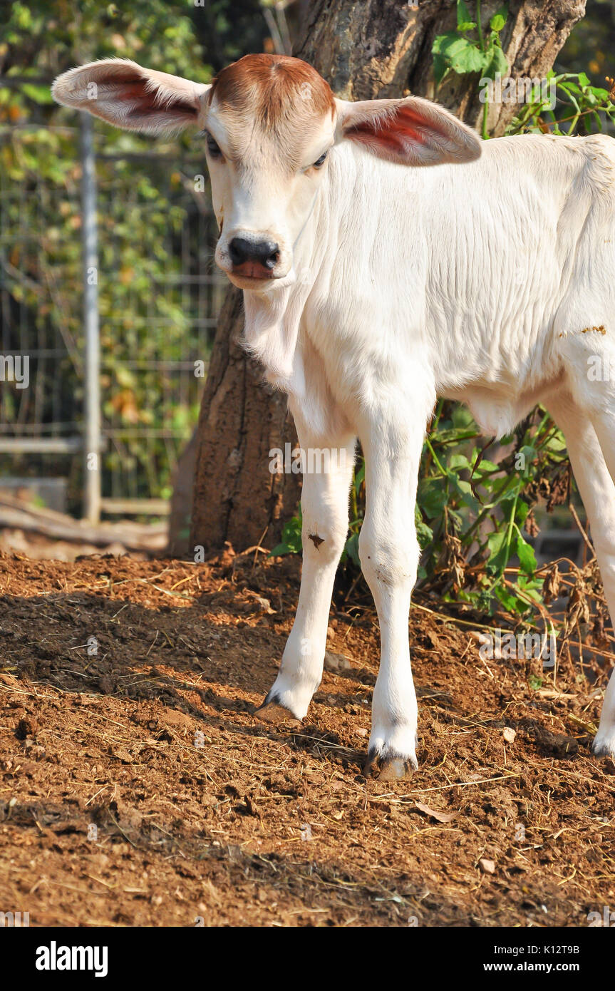 Brahman Breed Of Cattle High Resolution Stock Photography and Images ...